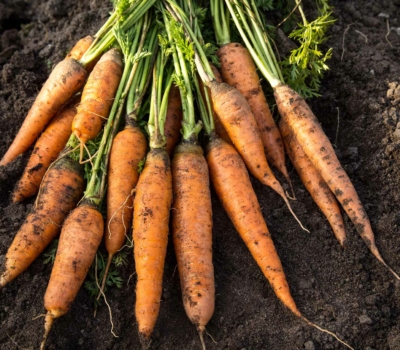 Gartenerde aus der Region | Ländle Erde