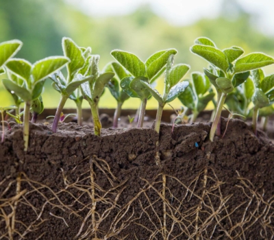 Gartenerde aus der Region | Ländle Erde