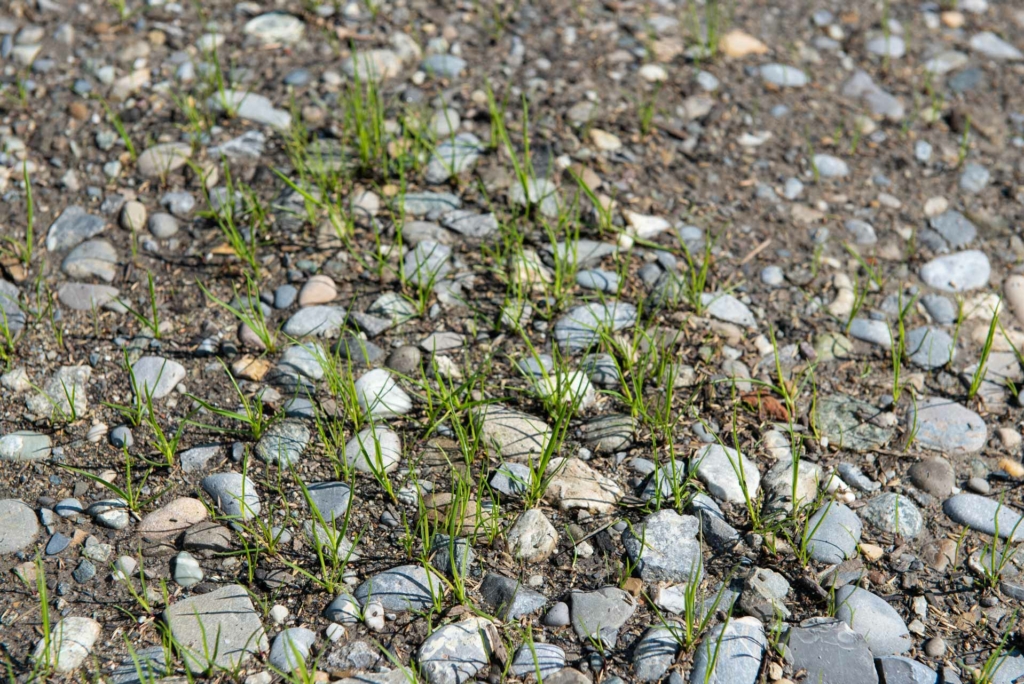Schotterrasenmischung aus der Region | Ländle Erde