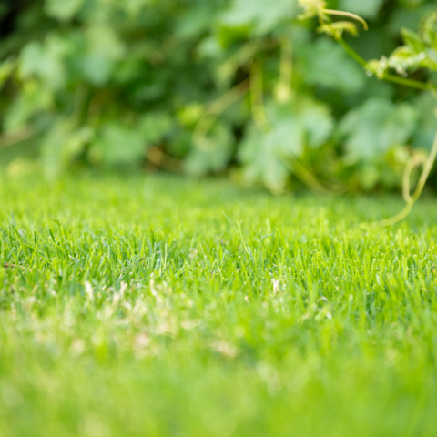 Rasenerde aus der Region | Ländle Erde